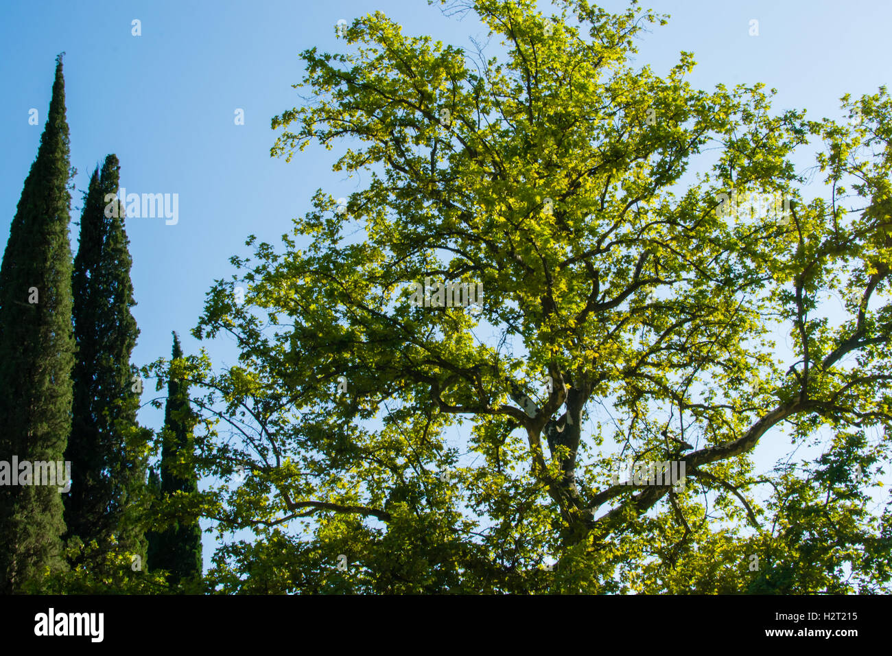 background tree nature forest green spire natural light Stock Photo - Alamy