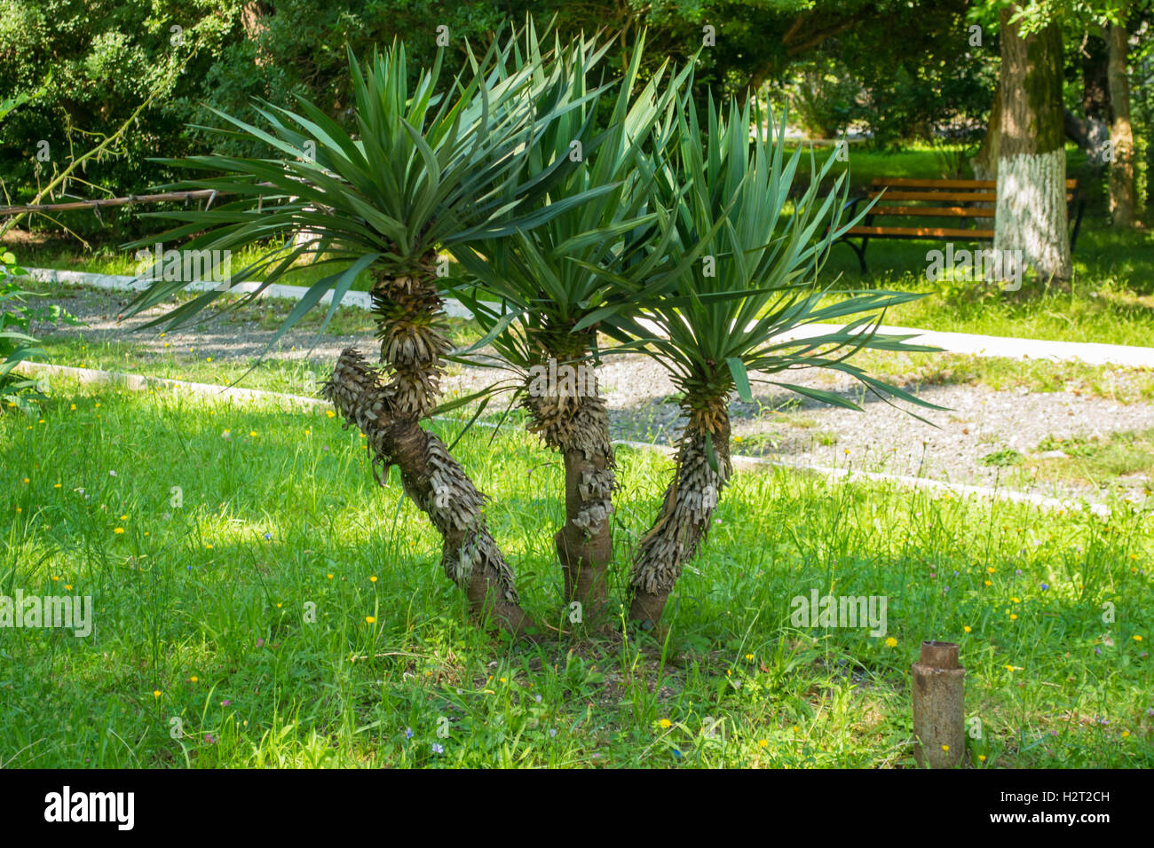 background tree nature forest green spire natural light Stock Photo - Alamy