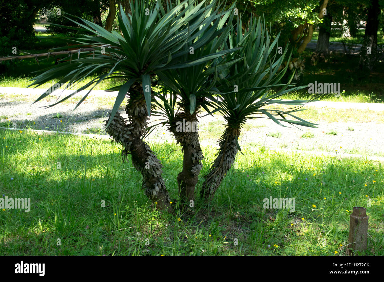 background tree nature forest green spire natural light Stock Photo - Alamy