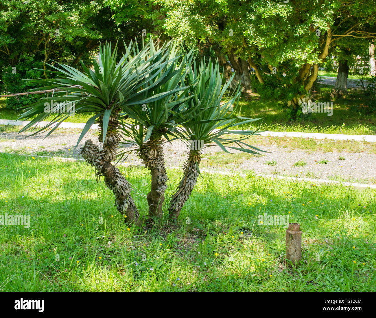 background tree nature forest green spire natural light Stock Photo - Alamy