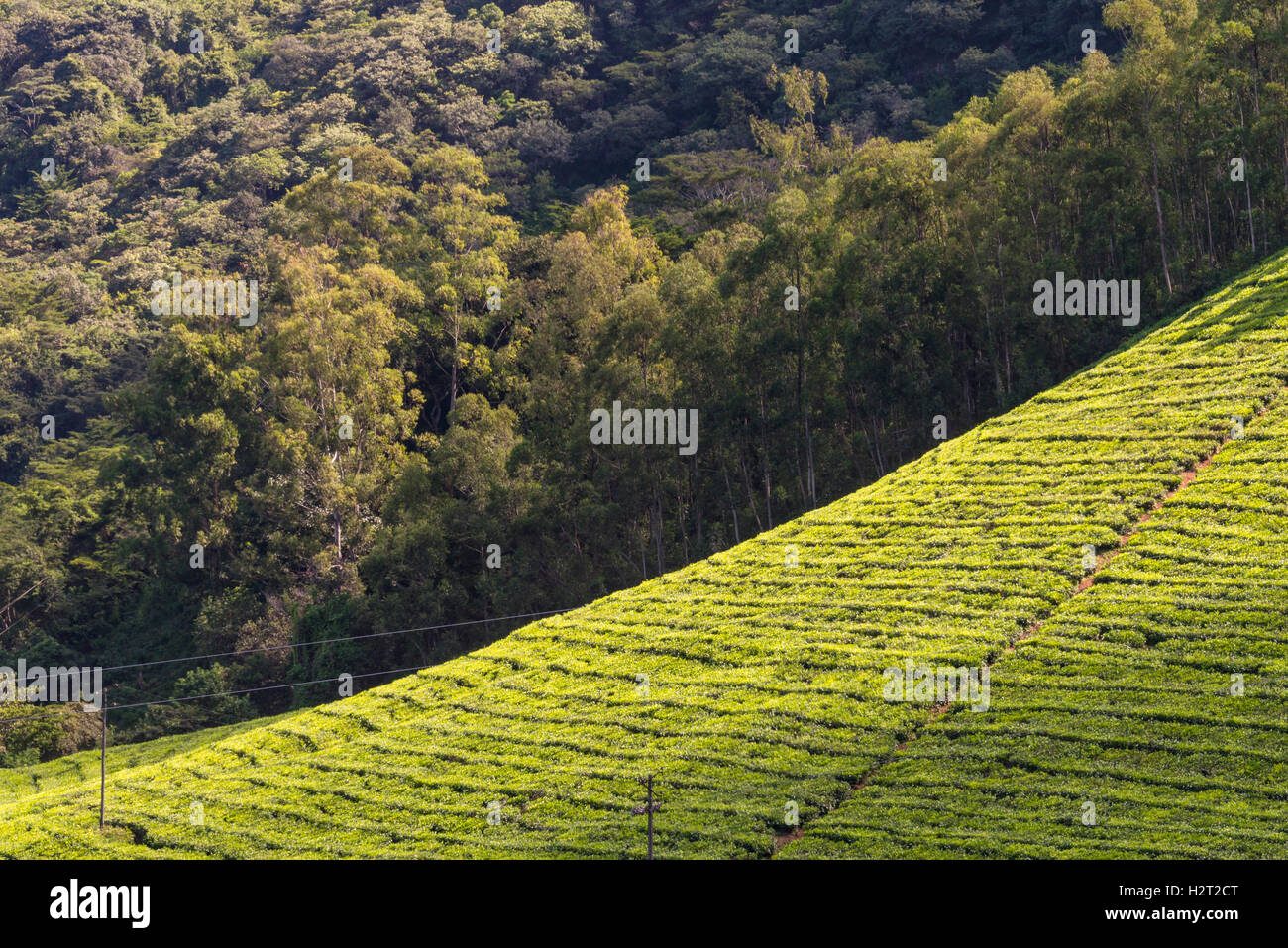 Gentle green highlands hi-res stock photography and images - Alamy