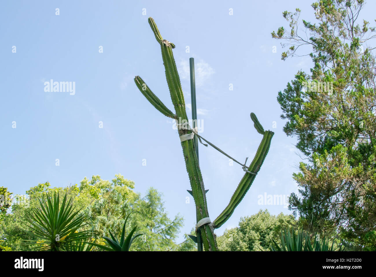 background tree nature forest green spire natural light Stock Photo - Alamy