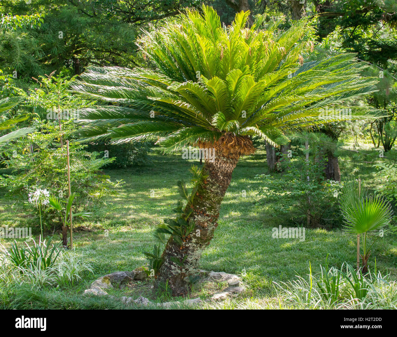 background tree nature forest green spire natural light Stock Photo - Alamy