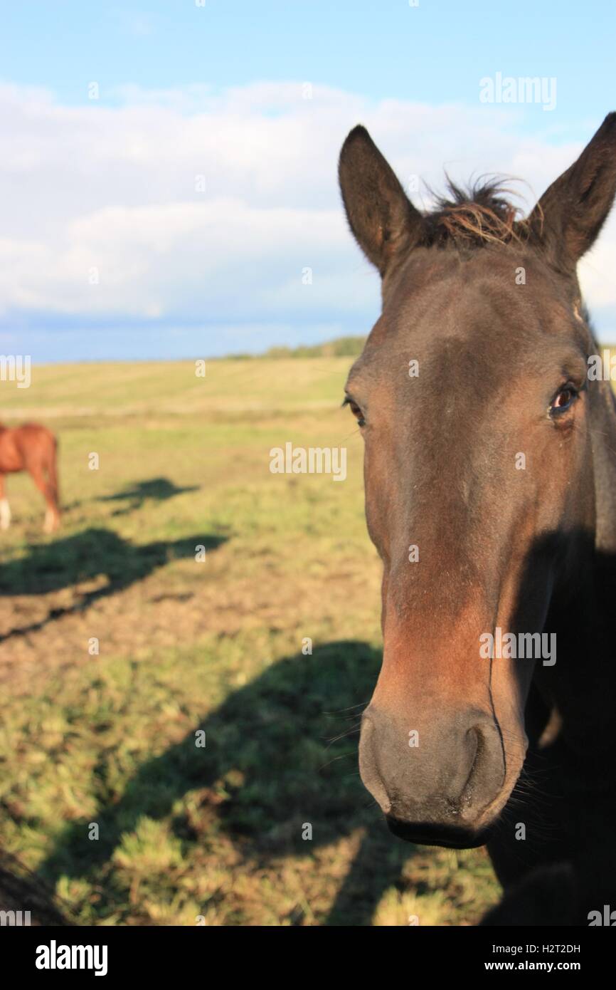 Long horse head Stock Photo - Alamy