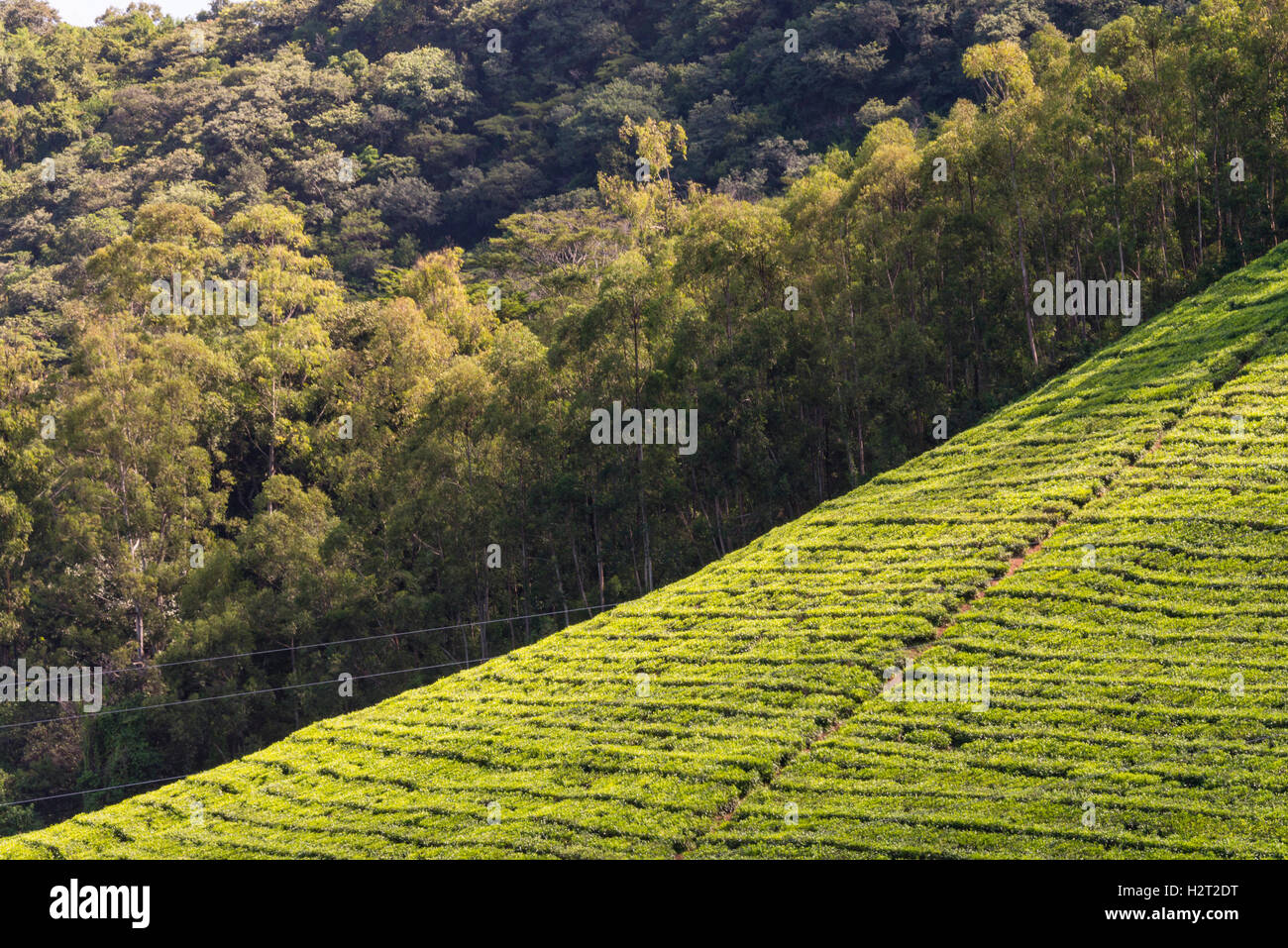 Gentle green highlands hi-res stock photography and images - Alamy