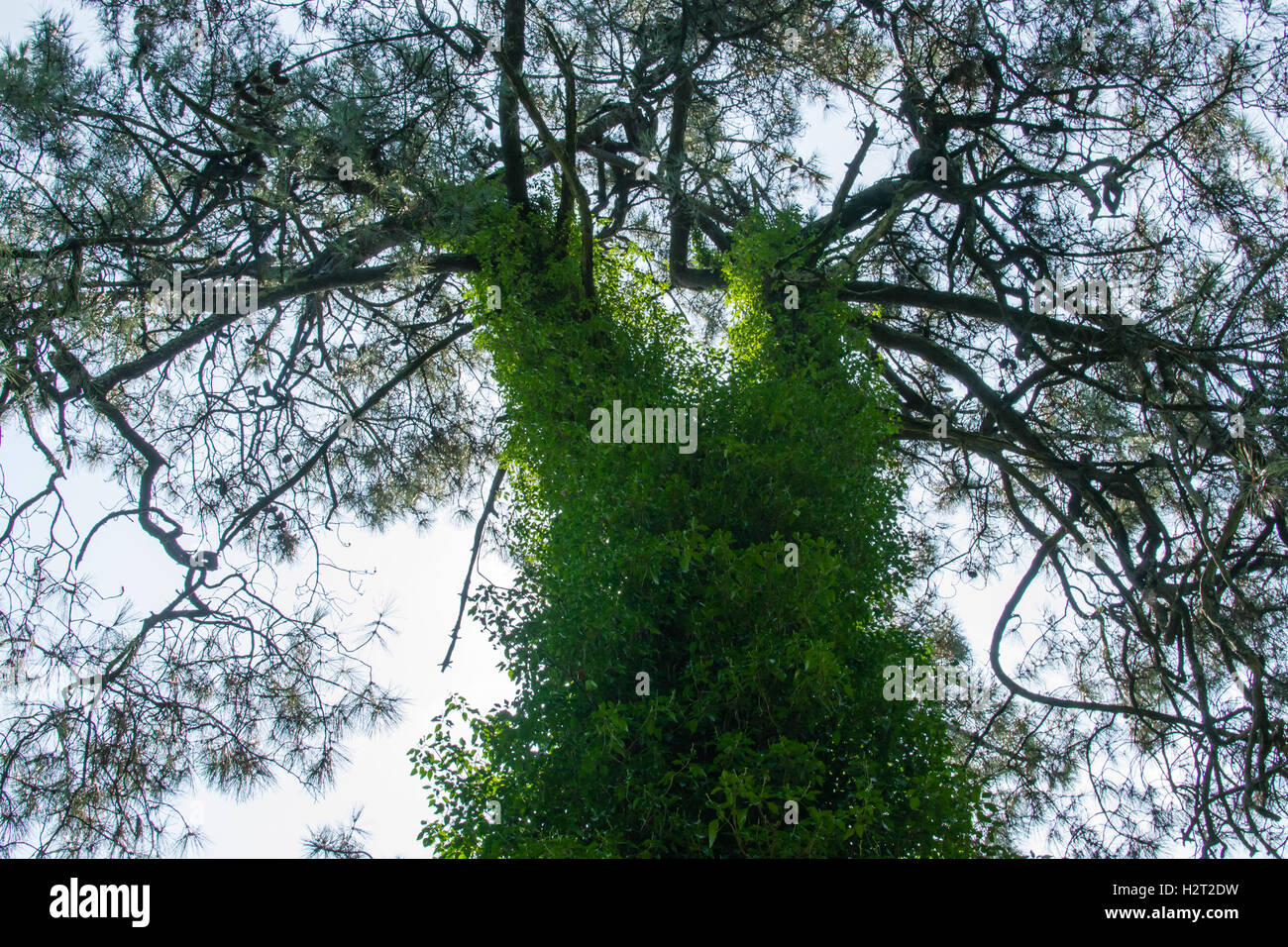 background tree nature forest green spire natural light Stock Photo - Alamy