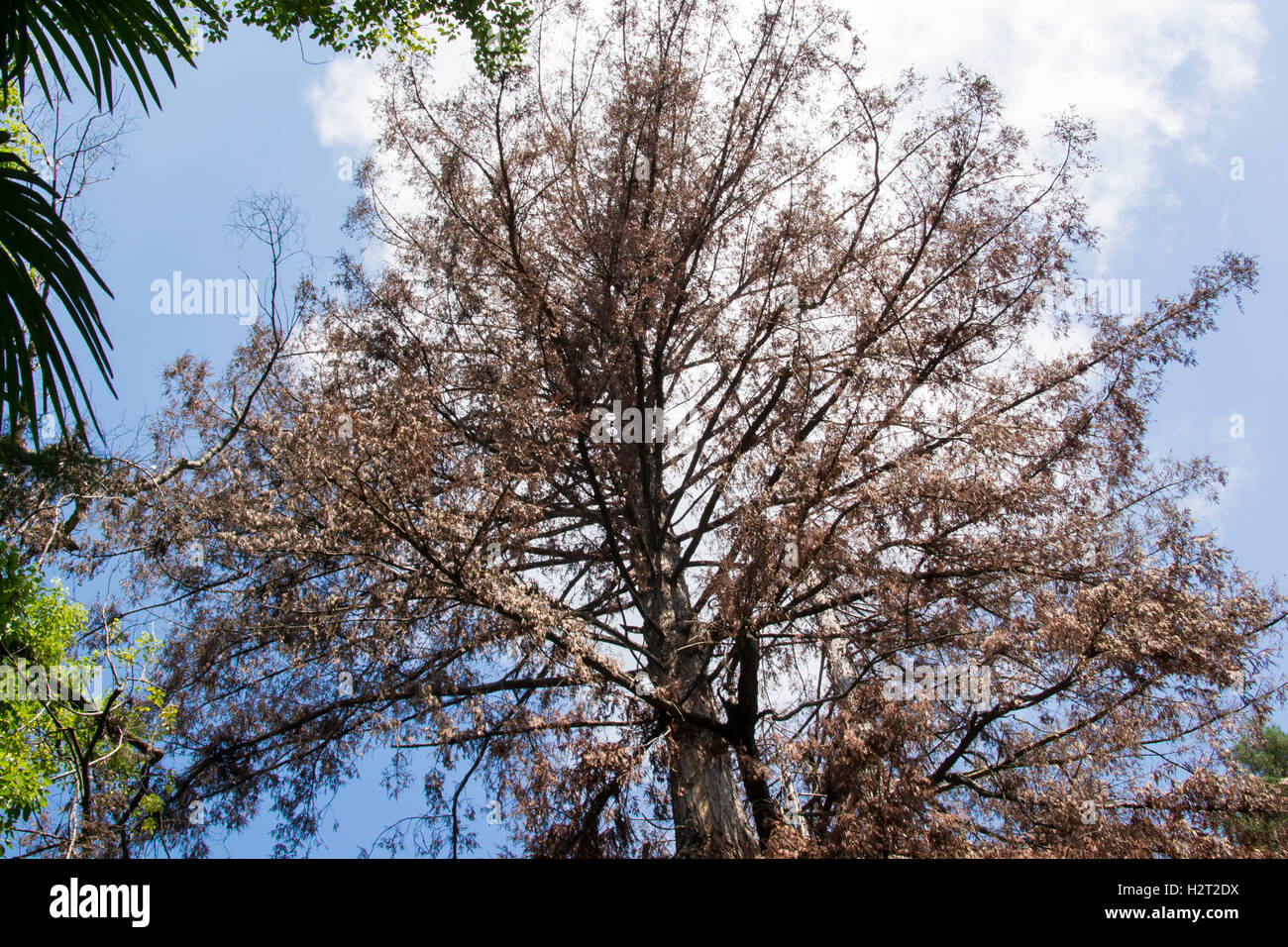 background tree nature forest green spire natural light Stock Photo - Alamy