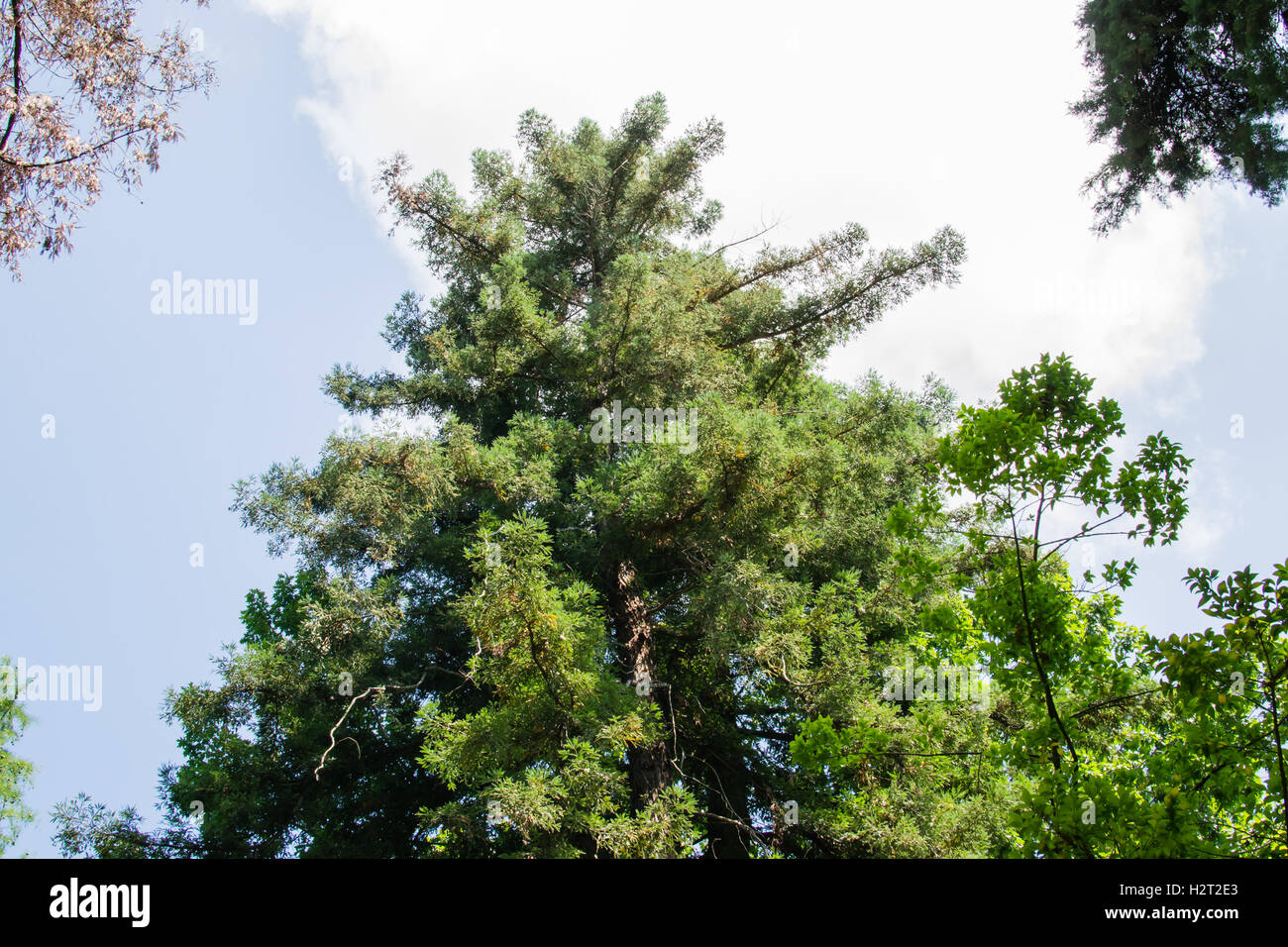 background tree nature forest green spire natural light Stock Photo - Alamy