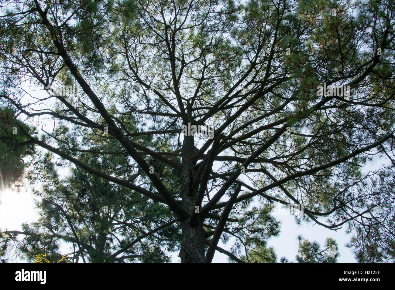 background tree nature forest green spire natural light Stock Photo - Alamy