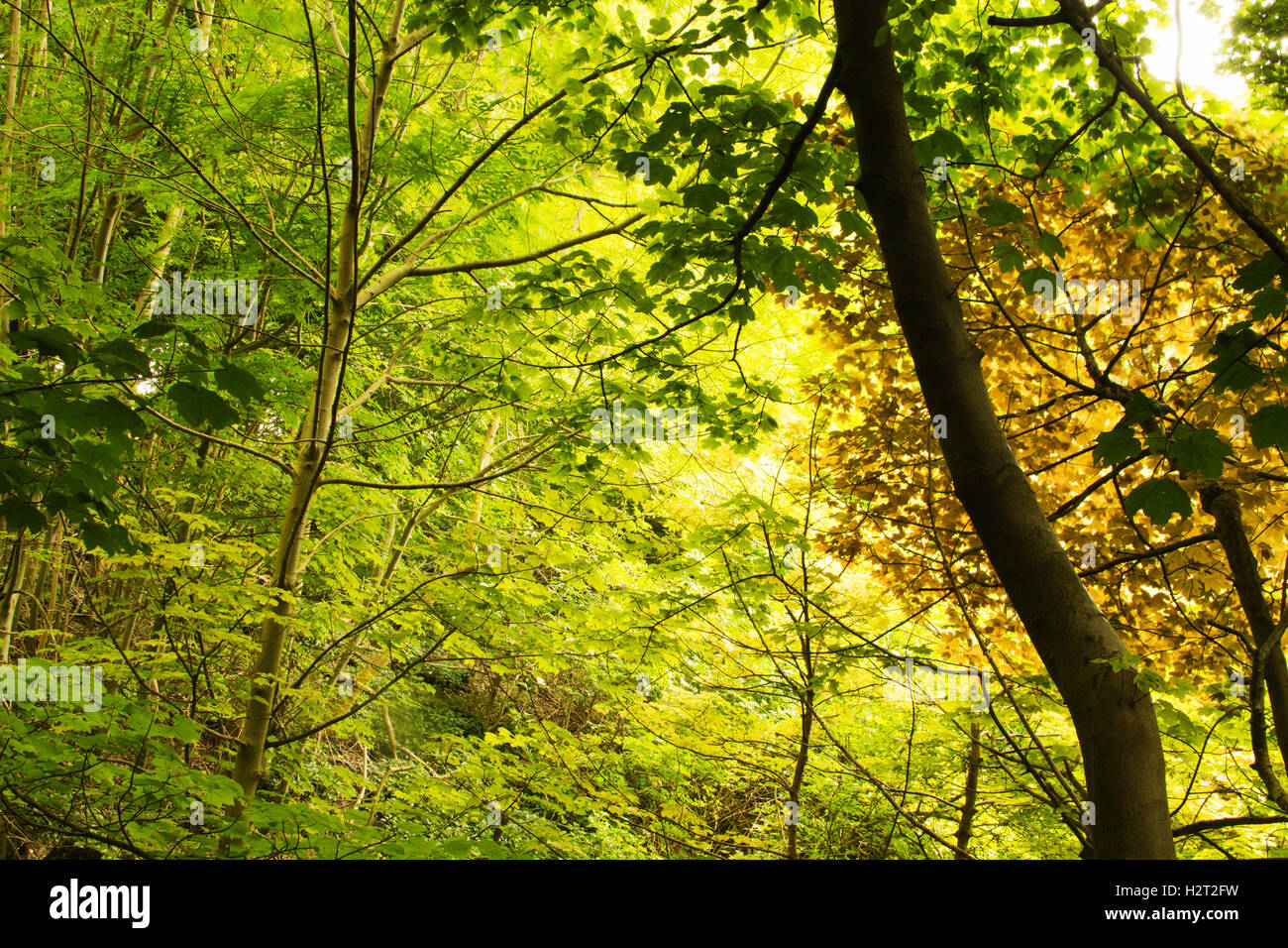 Leafy view through English woodland in the summer Stock Photo - Alamy