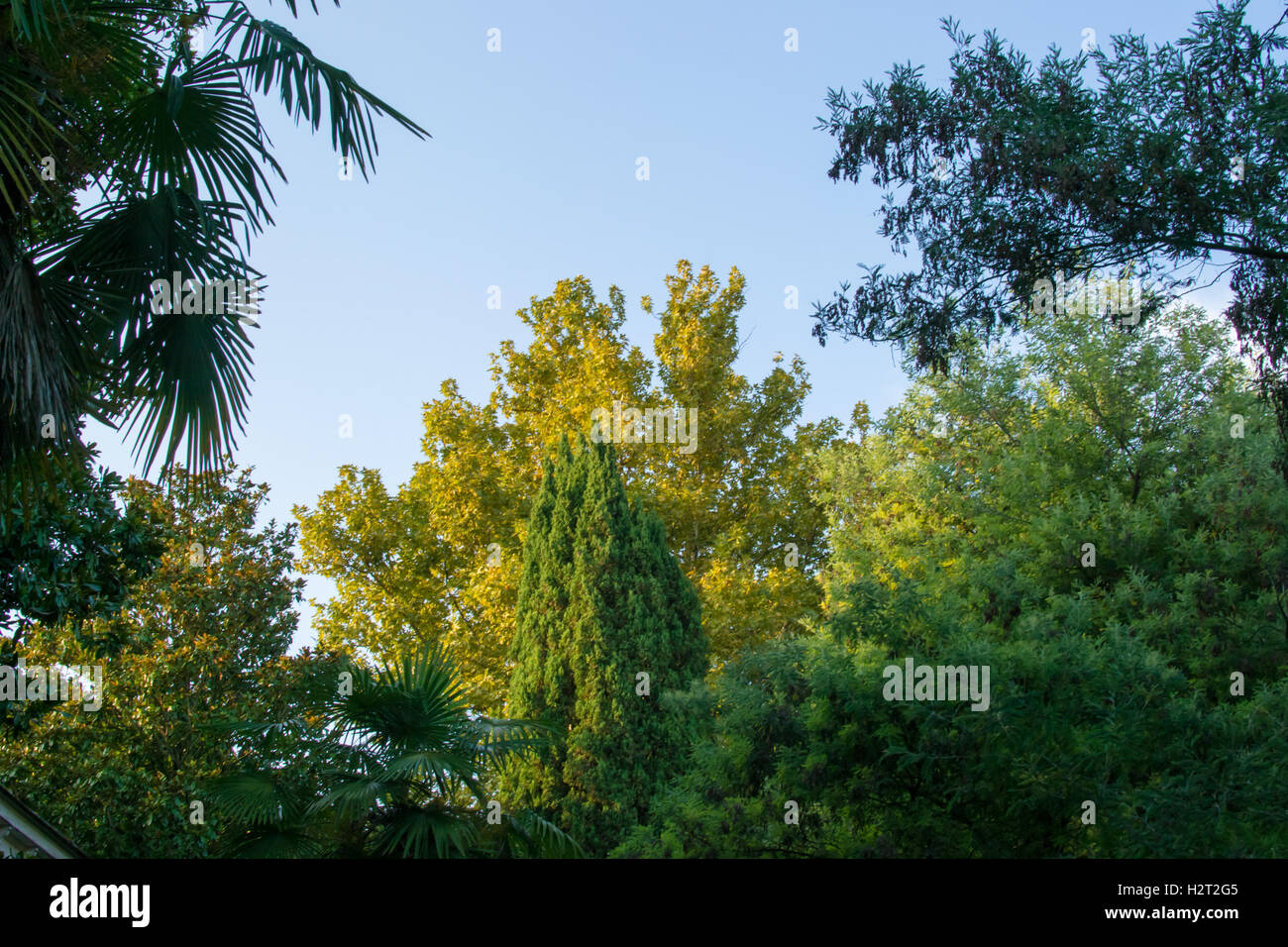 background tree nature forest green spire natural light Stock Photo - Alamy