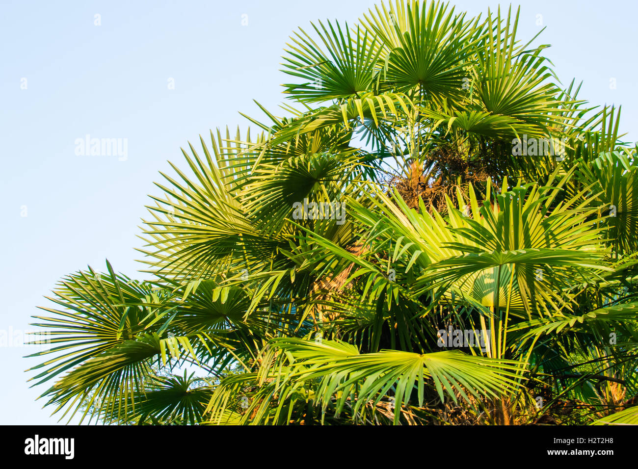 background tree nature forest green spire natural light Stock Photo - Alamy