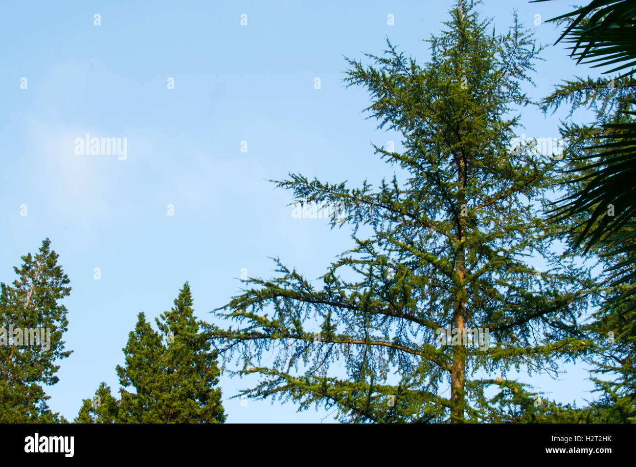 background tree nature forest green spire natural light Stock Photo - Alamy