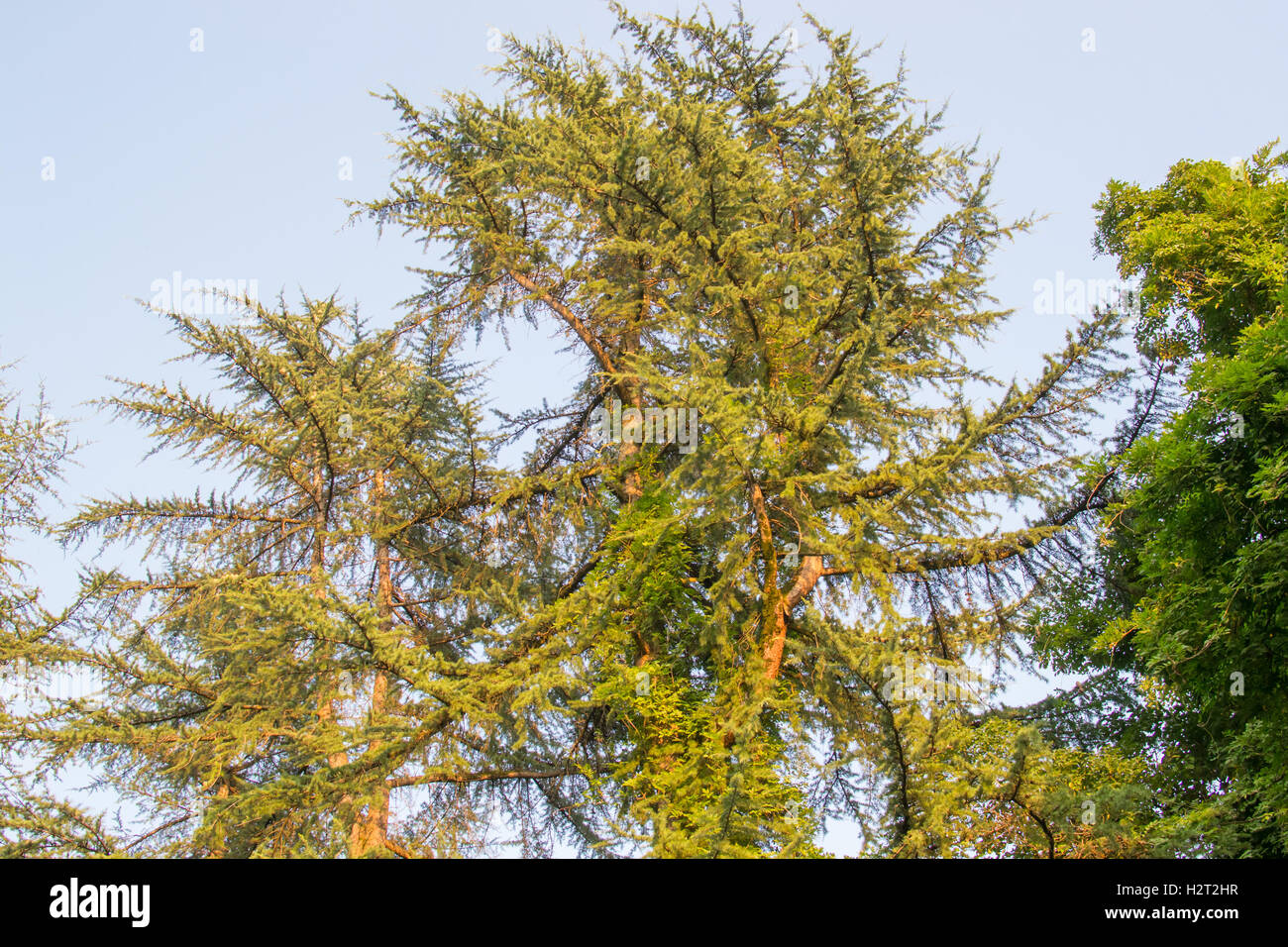 background tree nature forest green spire natural light Stock Photo - Alamy
