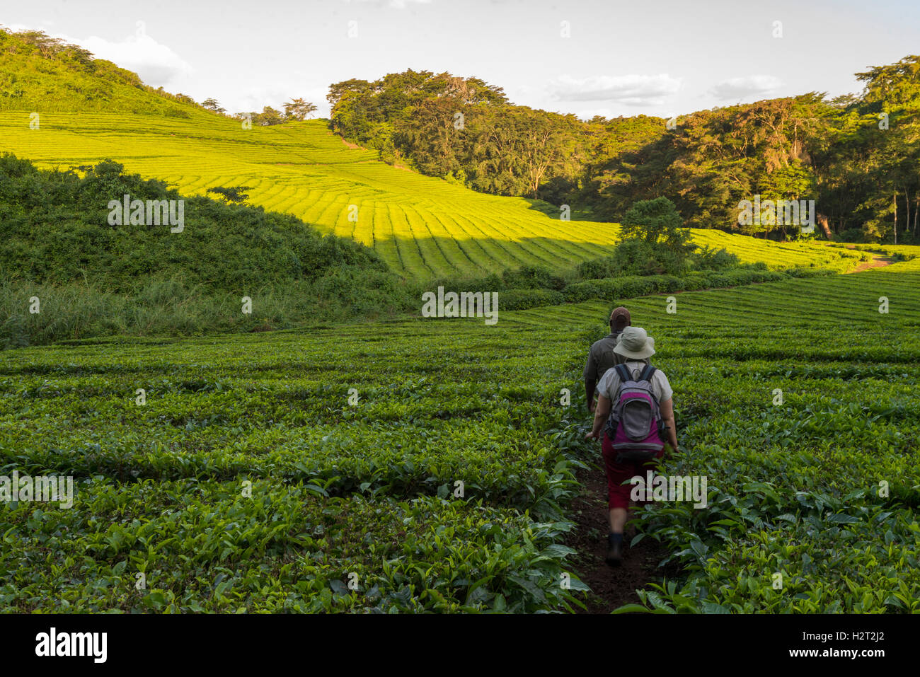 tourist walking Aberfoyle tea estate Zimbabwe Stock Photo - Alamy