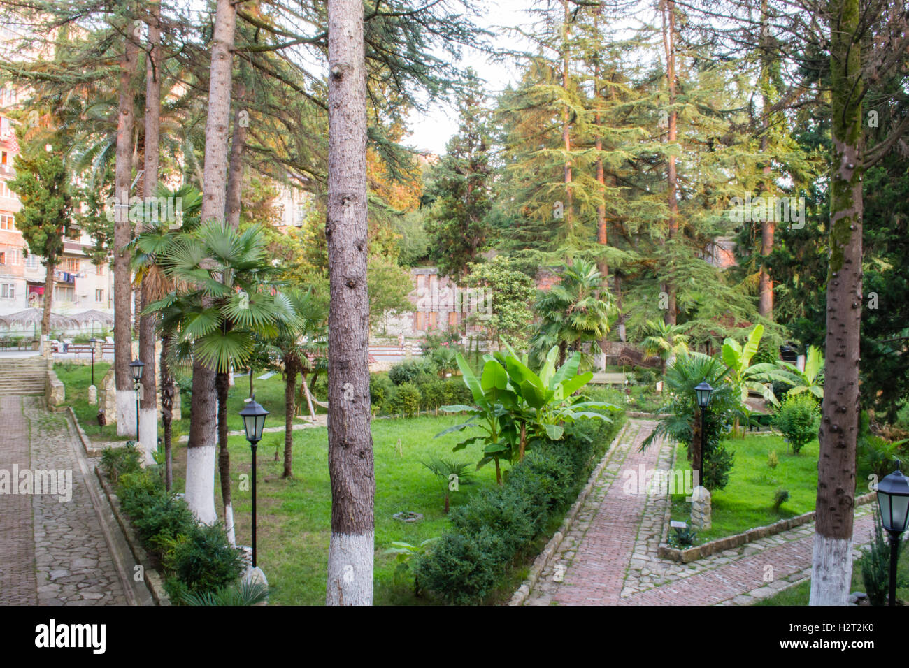 background tree nature forest green spire natural light Stock Photo - Alamy