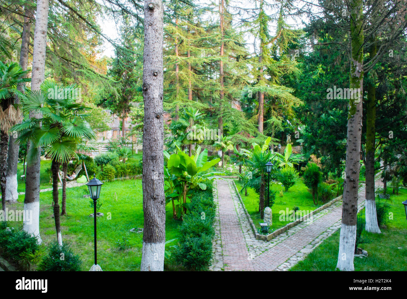 background tree nature forest green spire natural light Stock Photo - Alamy