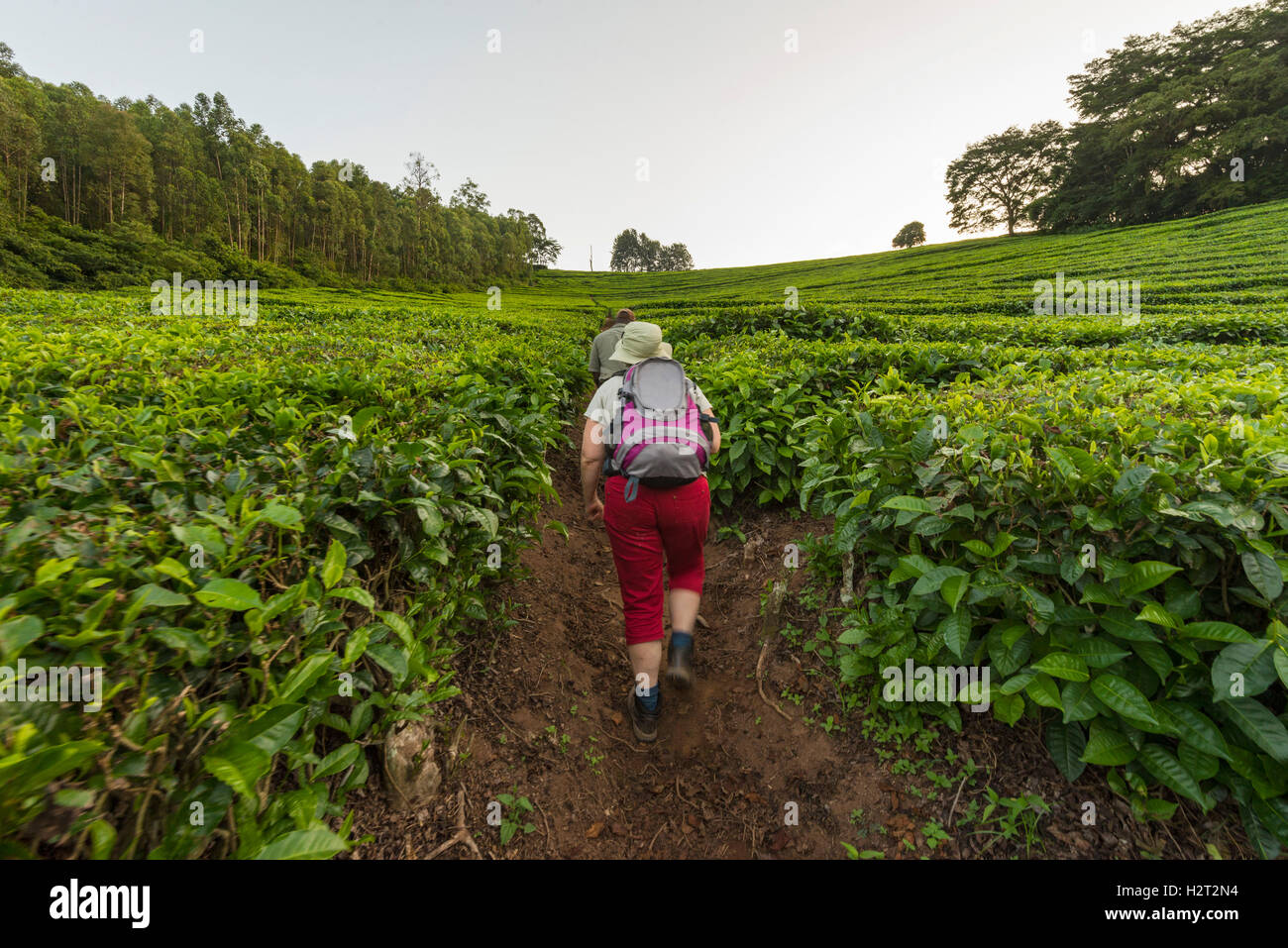 tourist walking Aberfoyle tea estate Zimbabwe Stock Photo - Alamy