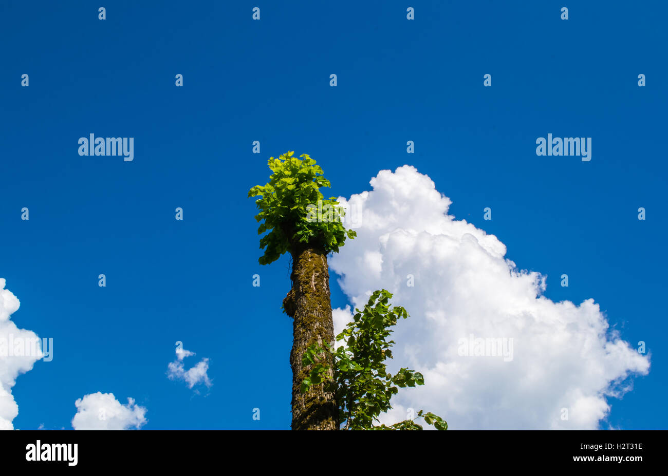 background tree nature forest green spire natural light Stock Photo - Alamy