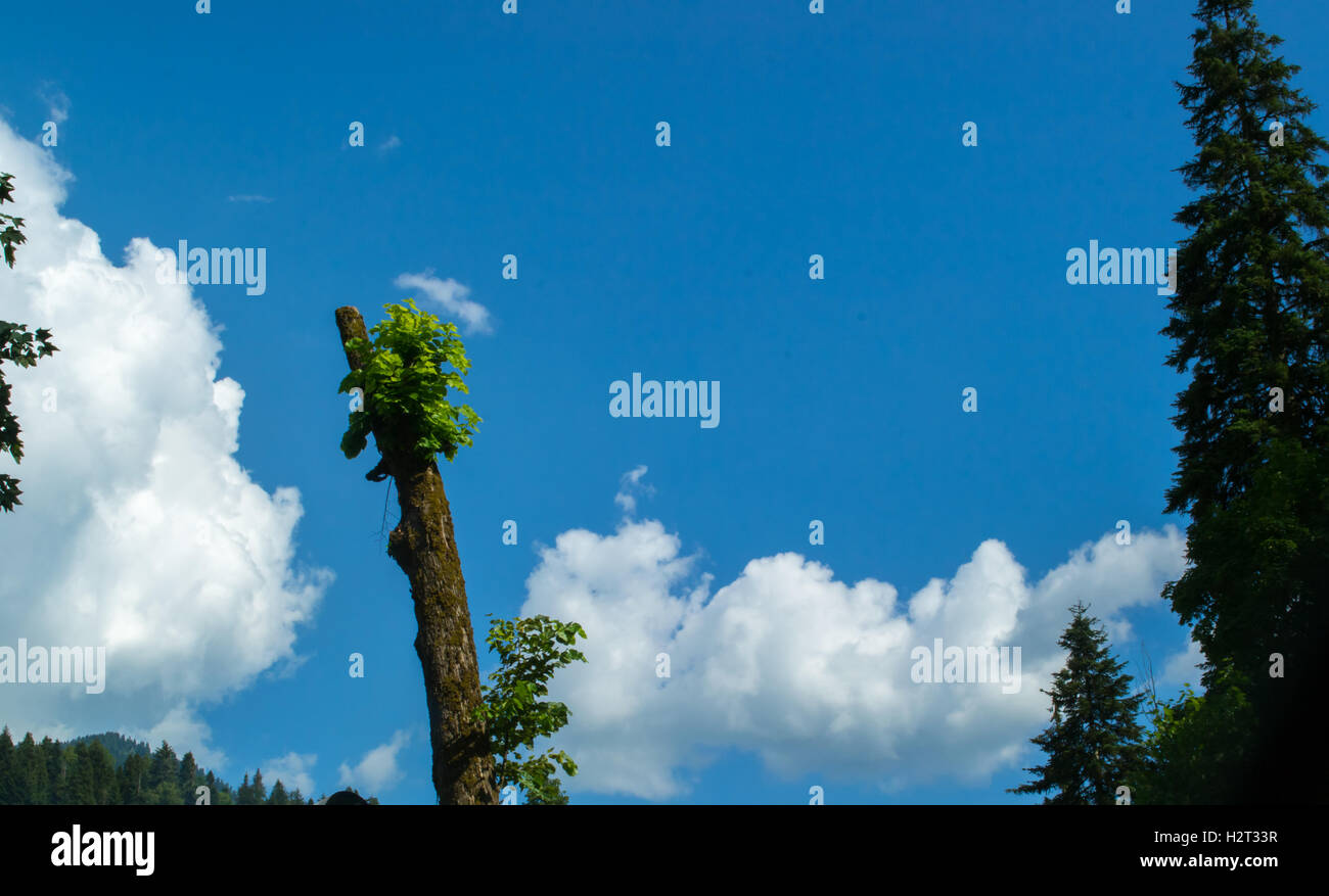 background tree nature forest green spire natural light Stock Photo - Alamy