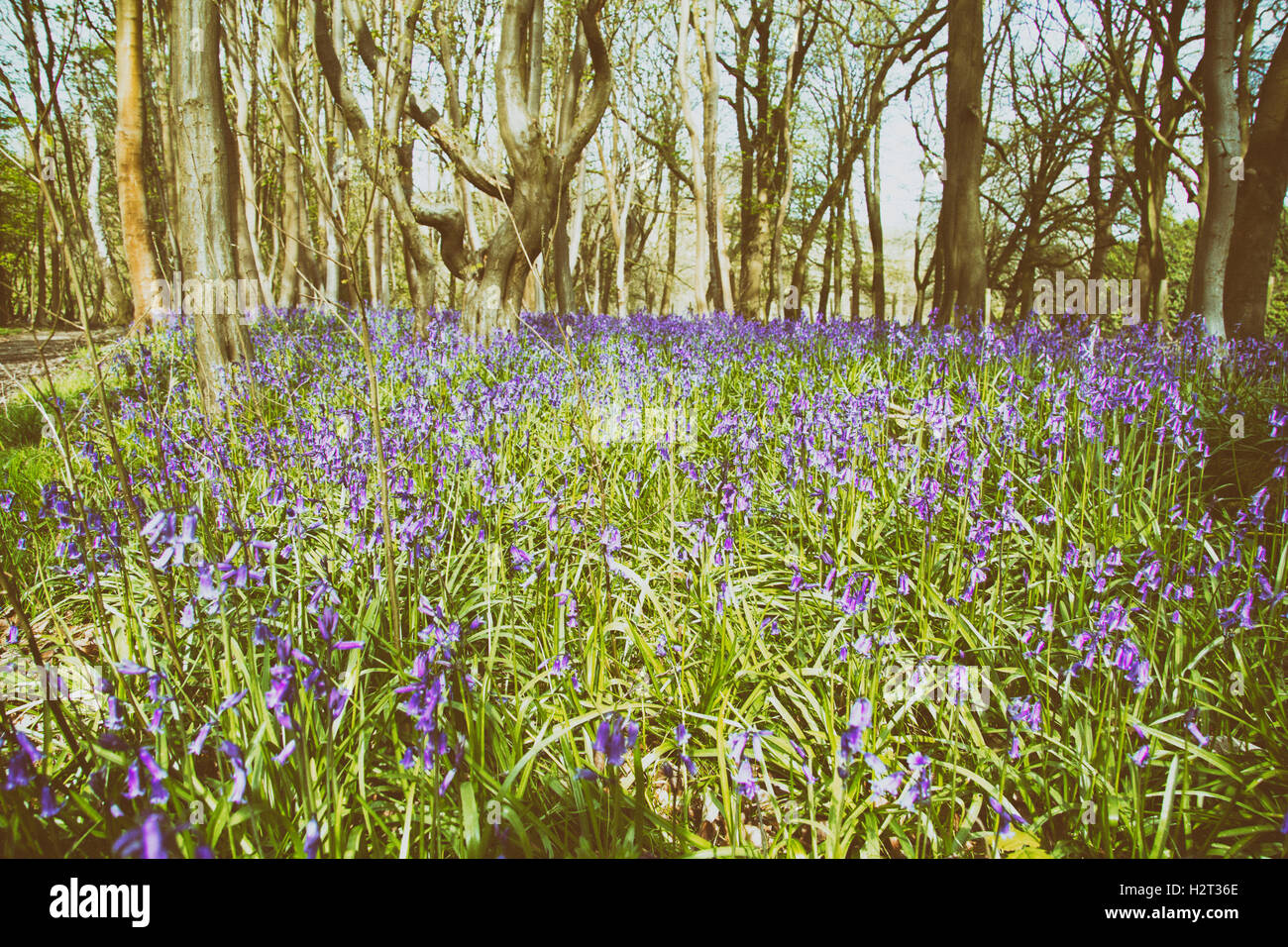 Beau blue hi-res stock photography and images - Alamy