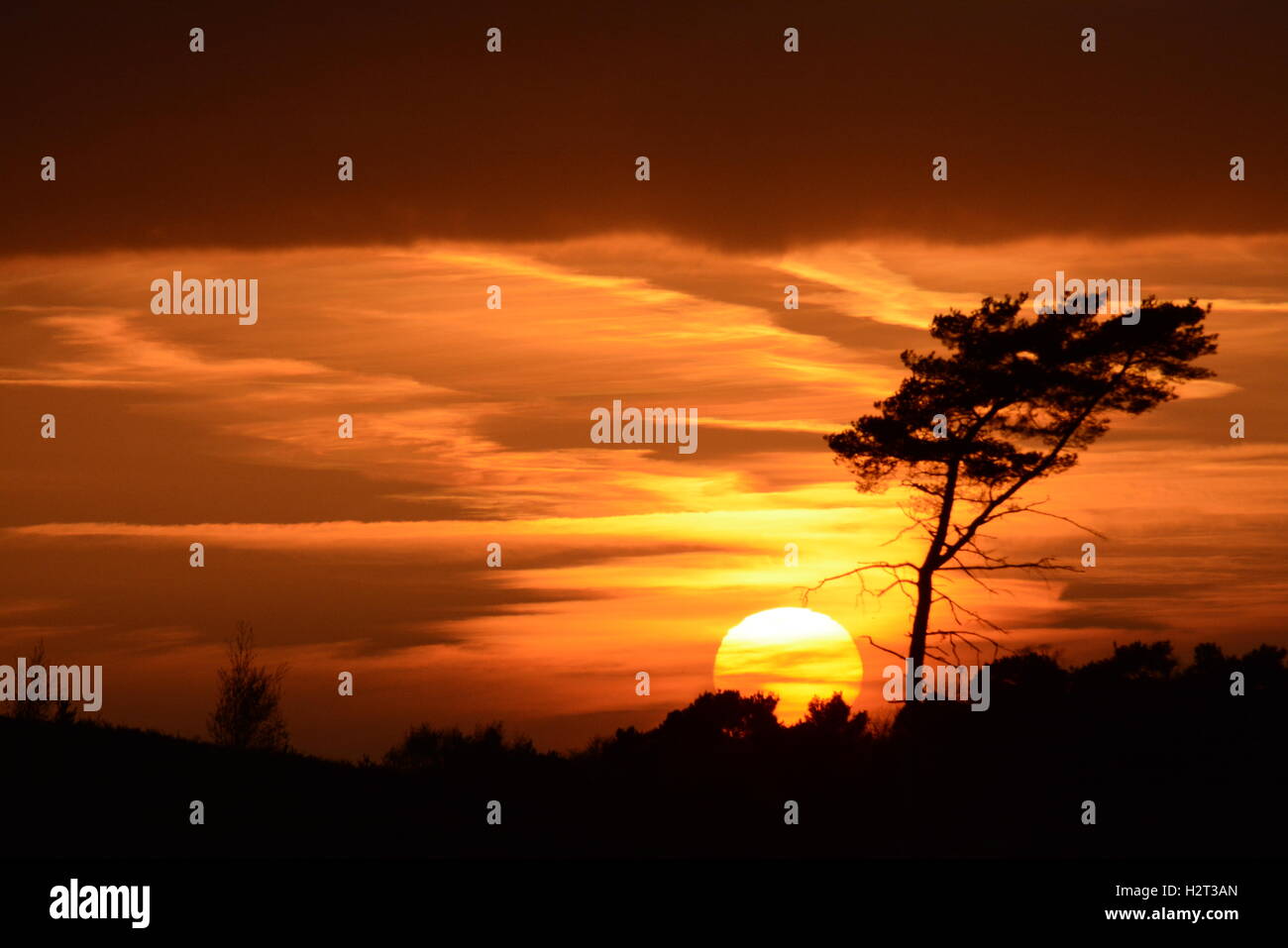 Bright orange sunset landscape with sun setting behind pine tree on ...
