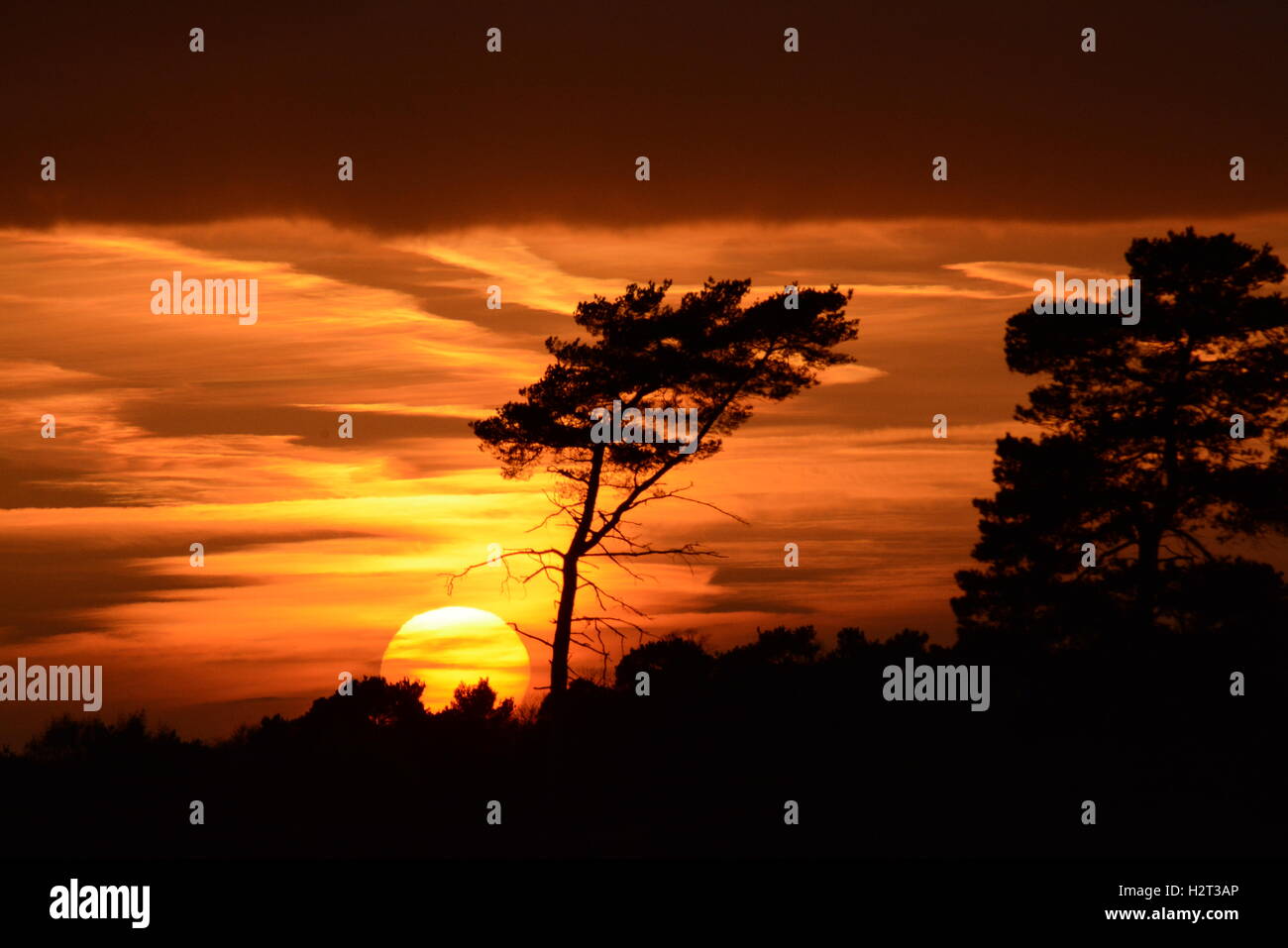 Bright Landscape Sunset Tree