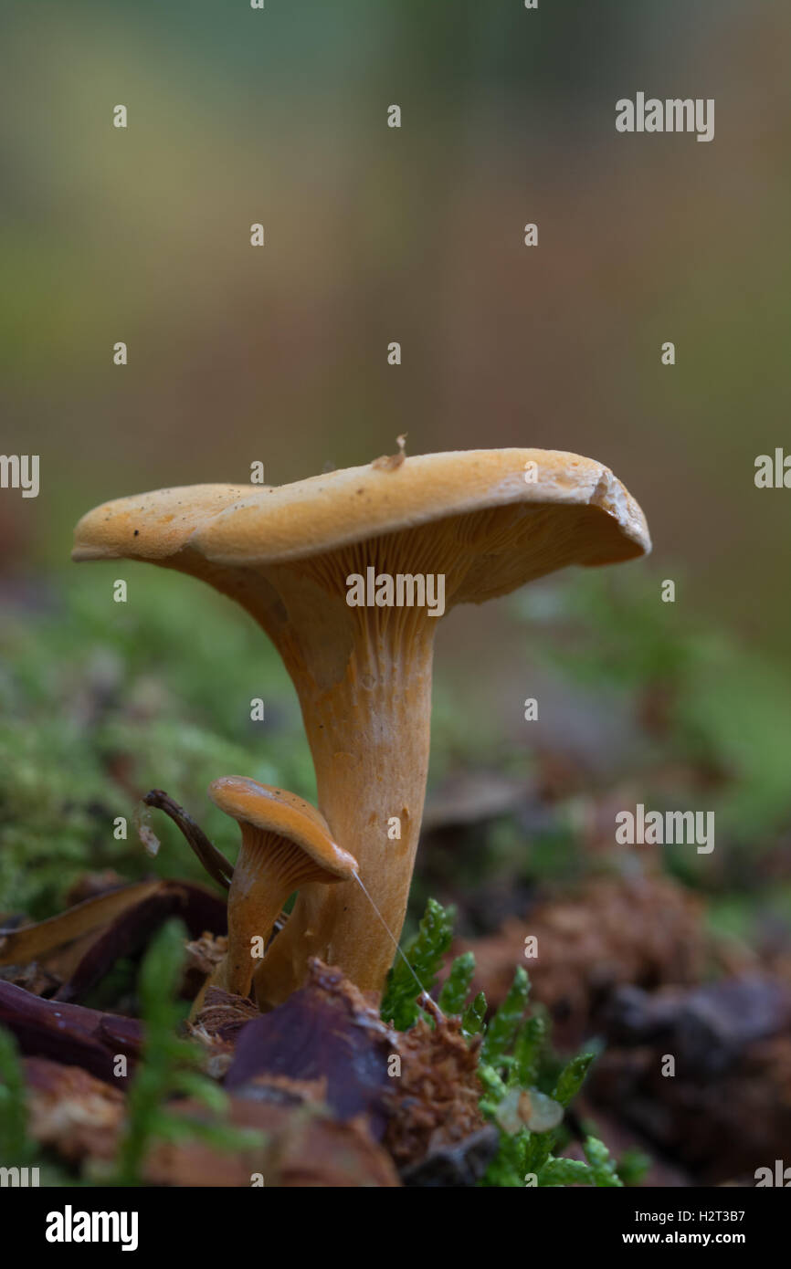 Common funnel cap toadstool (Clitocybe gibba) on woodland floor in ...