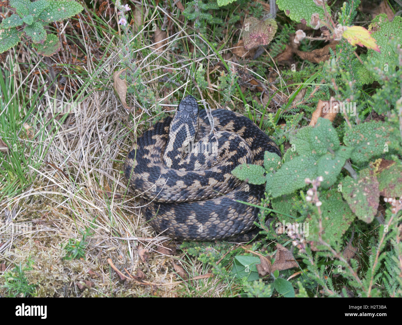 Male adder or common European viper (Vipera berus) basking coiled up in ...