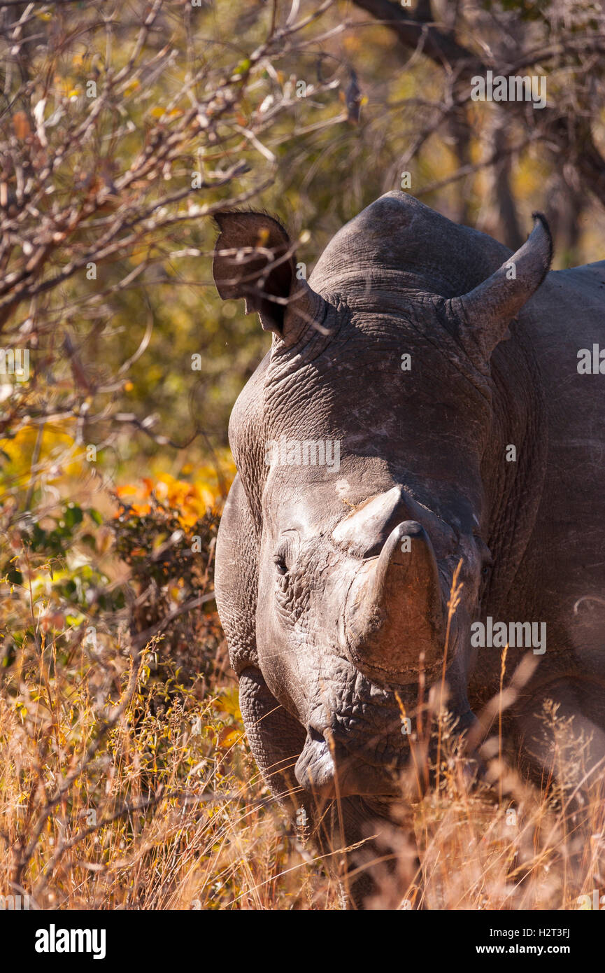 Foot of the endangered rhinoceros the rhinoceros or rhino hi-res stock ...