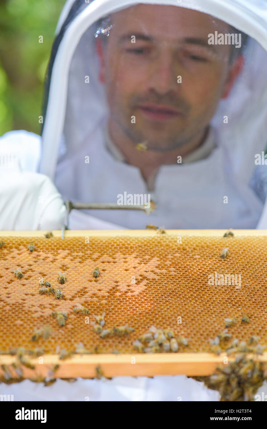 From the beehive head hi-res stock photography and images - Alamy