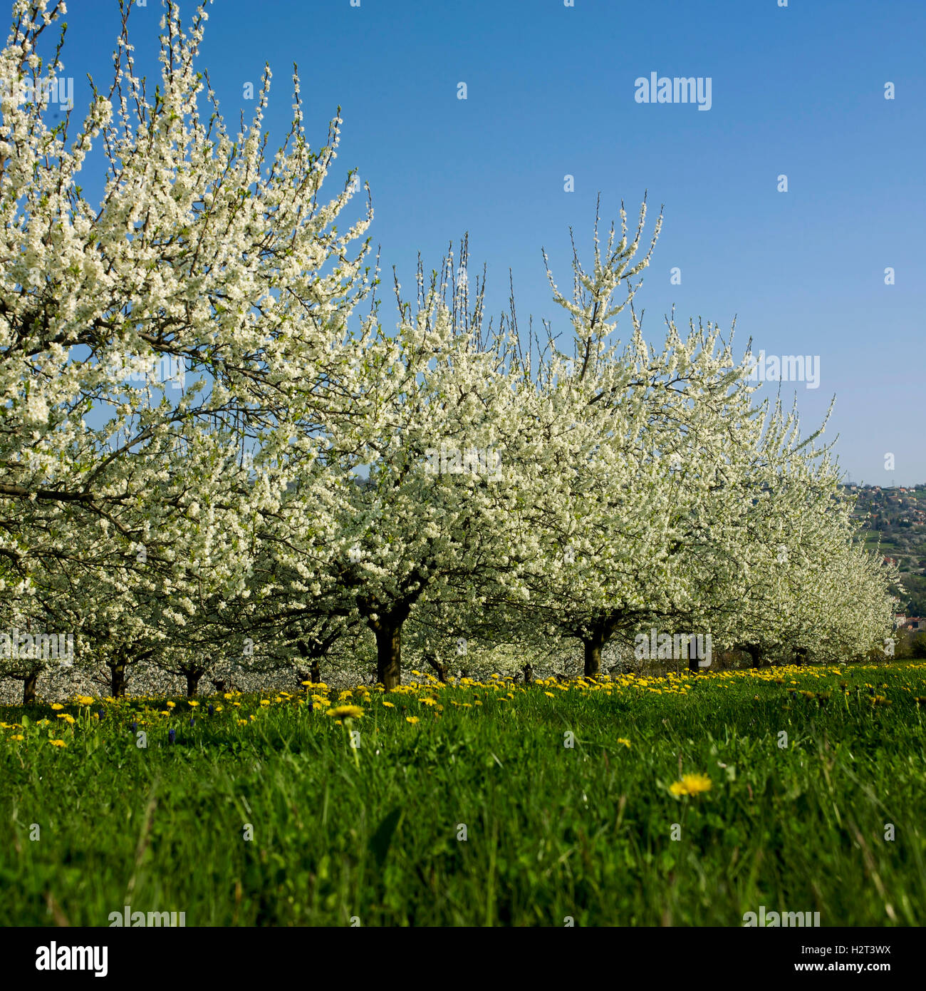 Apple trees in blossom, Puy de Dome, Auvergne, France, Europe Stock ...