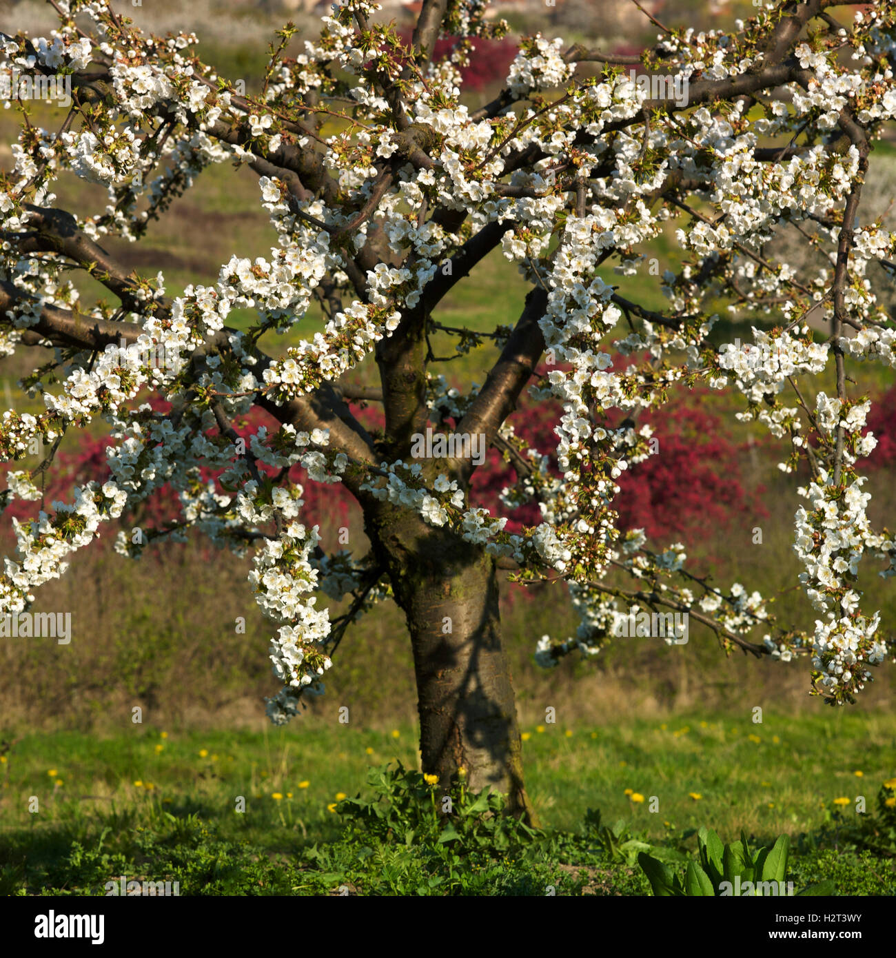 Apple trees in blossom, Puy de Dome, Auvergne, France, Europe Stock ...