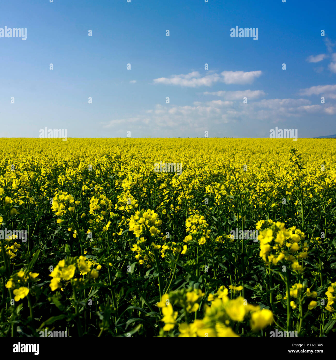 Field of oilseed rape, Auvergne, France, Europe Stock Photo - Alamy