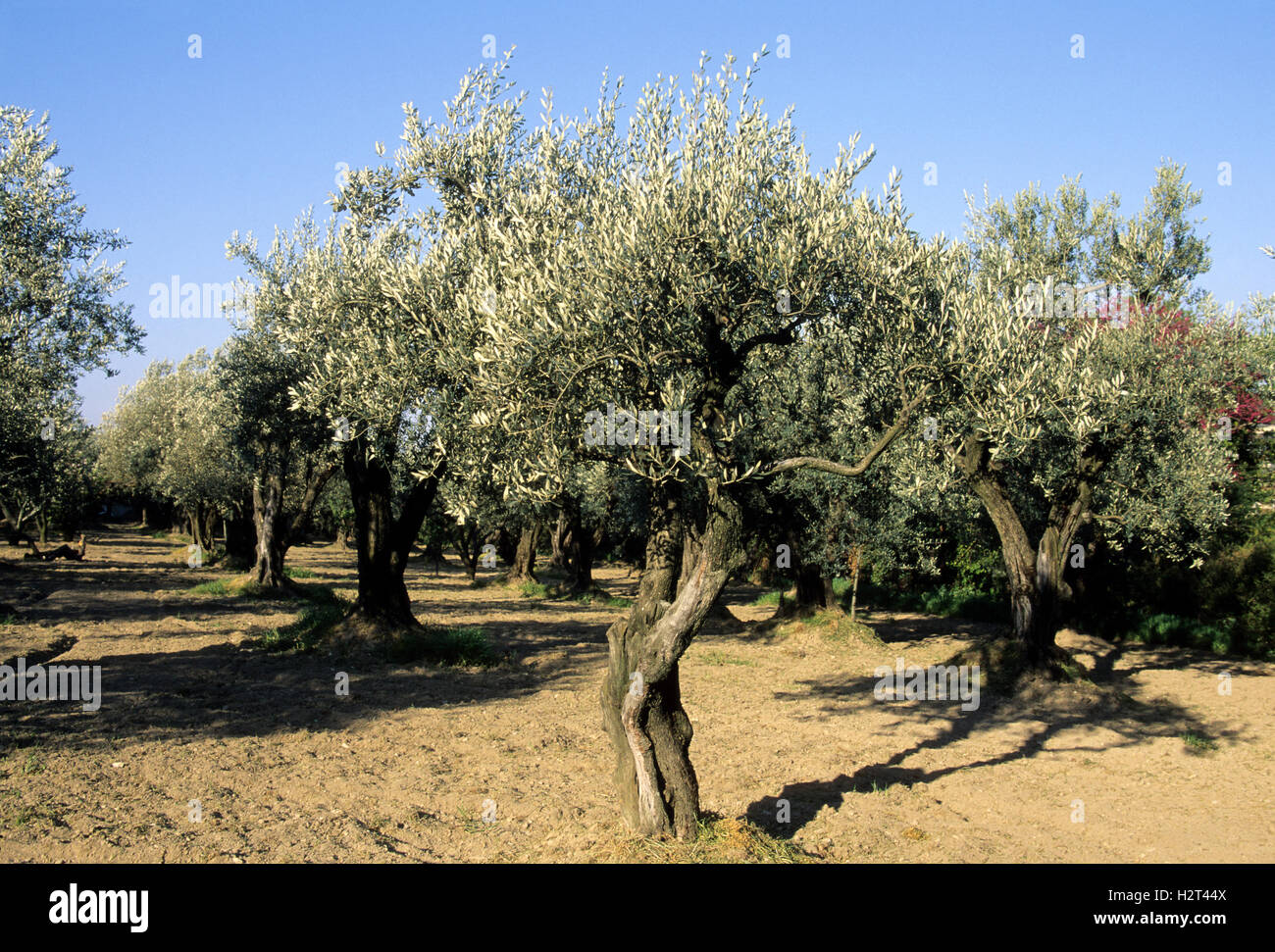 Olive trees in Provence, France, Europe Stock Photo - Alamy