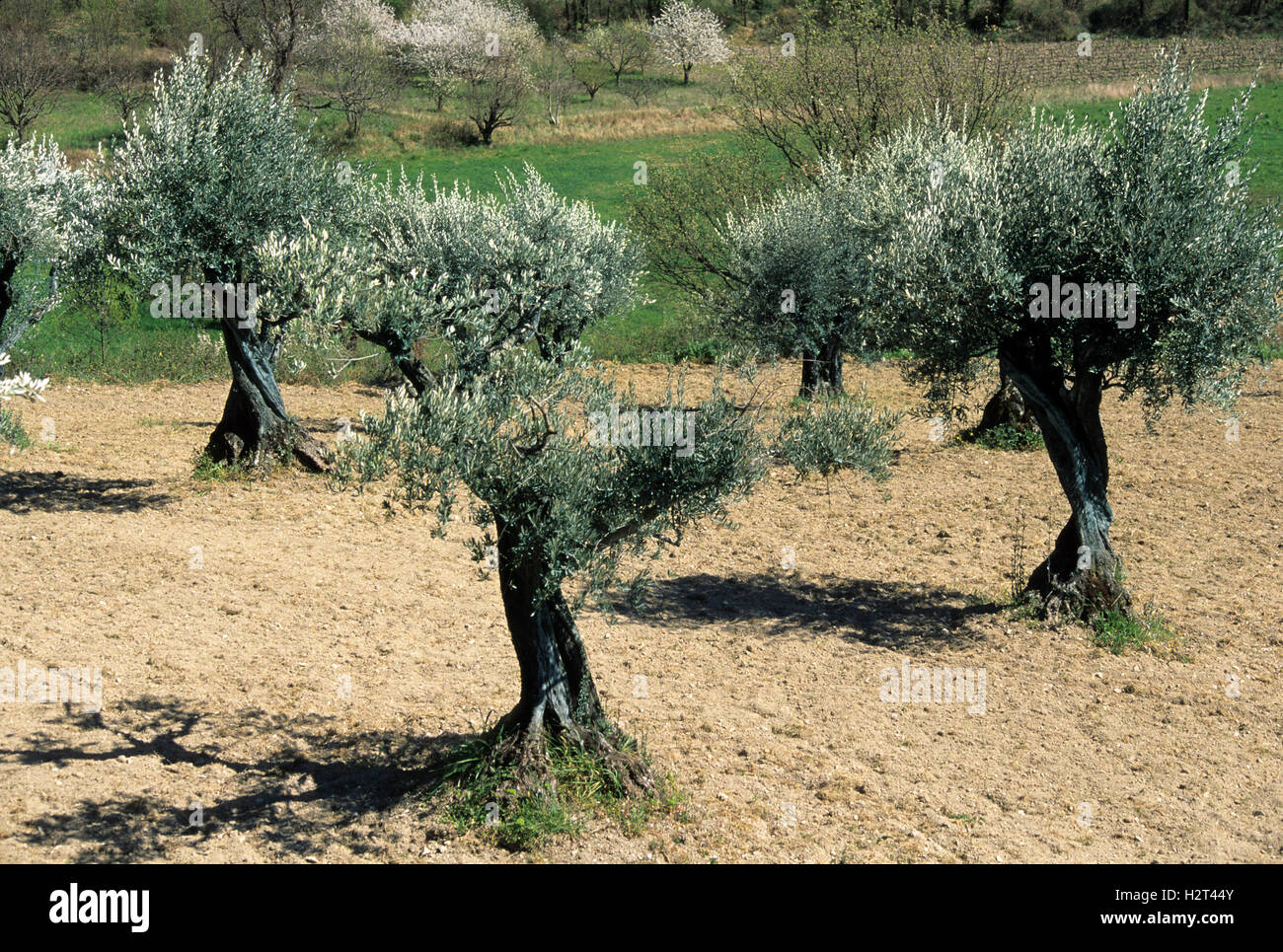 Olive trees in Provence, France, Europe Stock Photo - Alamy