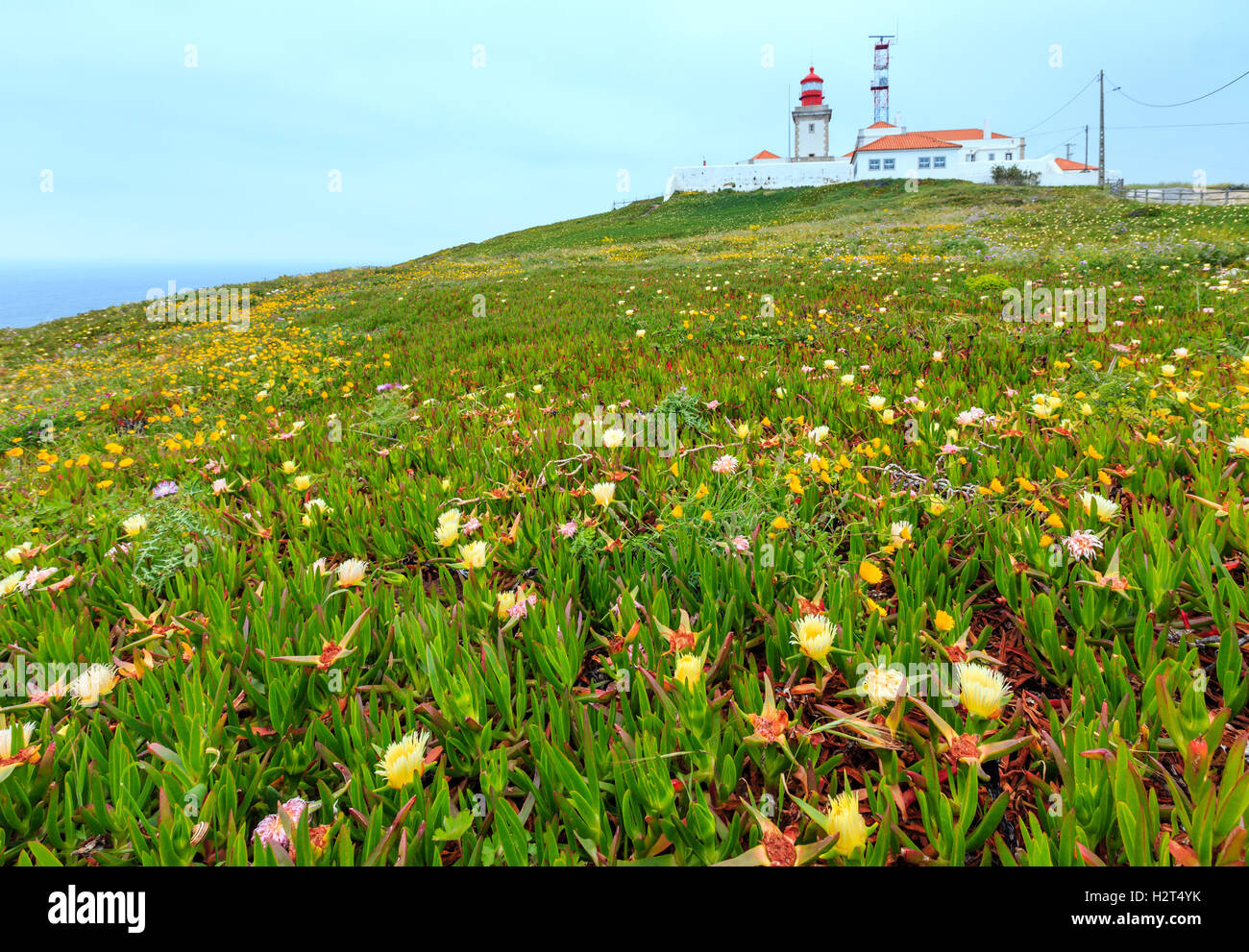 Summer blossoming Cape Roca (Cabo da Roca) with flowers (Carpobrotus or ...