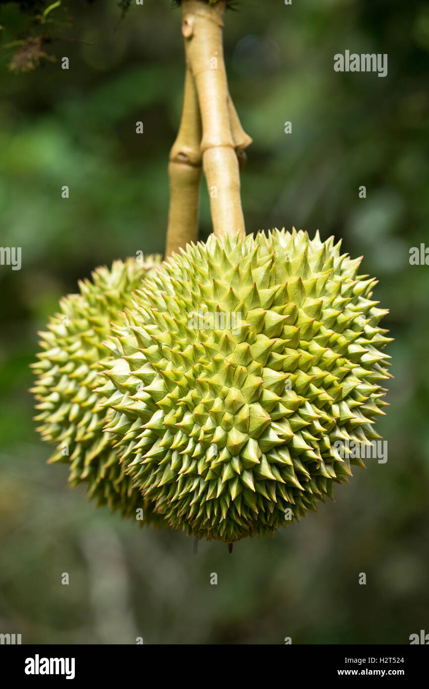 Natural durian hi-res stock photography and images - Alamy