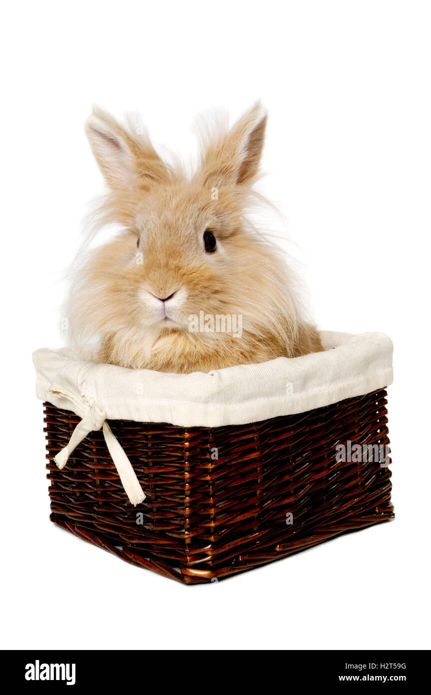 Rabbit sitting in a basket Stock Photo - Alamy