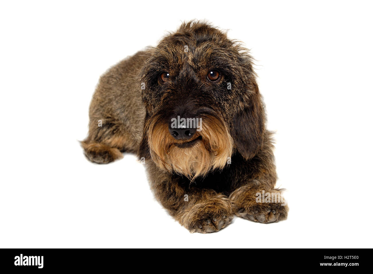 Portrait old dachshund Cut Out Stock Images & Pictures - Alamy