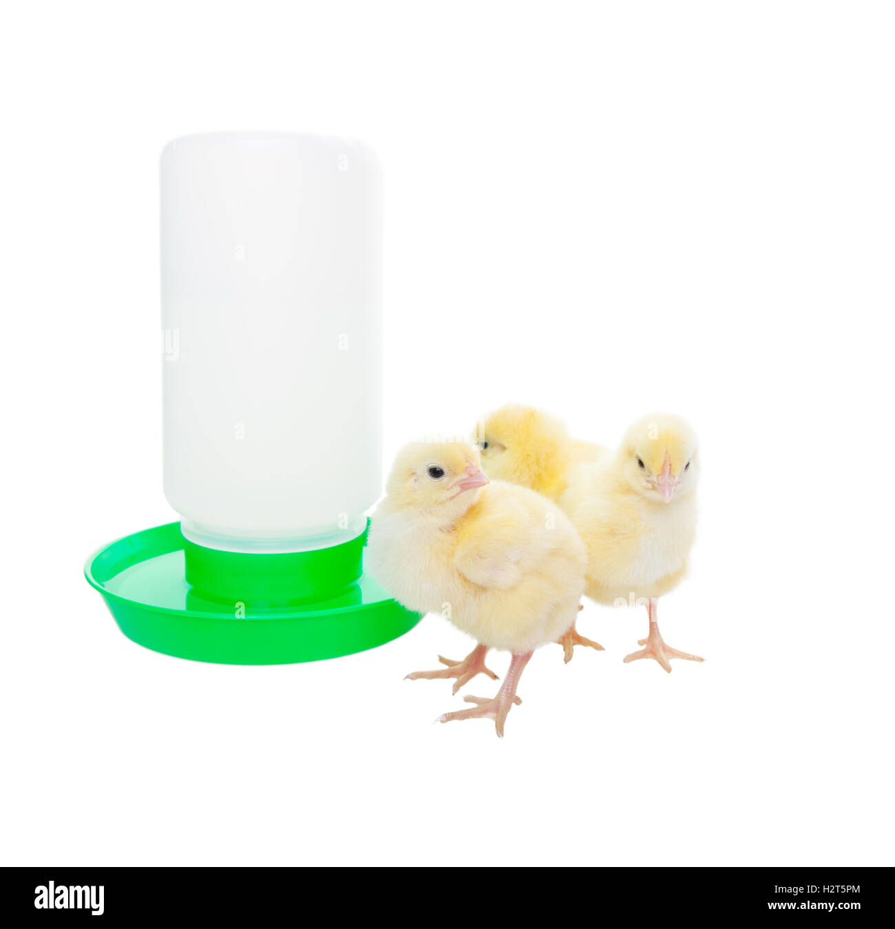 Poultry farm chickens drinking water hi-res stock photography and ...