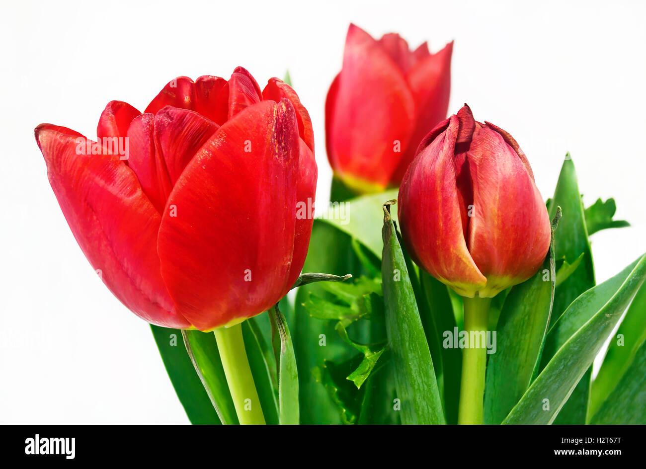 red tulips flower bouquet Stock Photo - Alamy