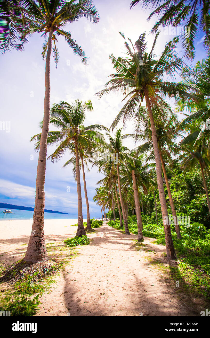 Tropical beach with beautiful palms and white sand, Philippines Stock ...