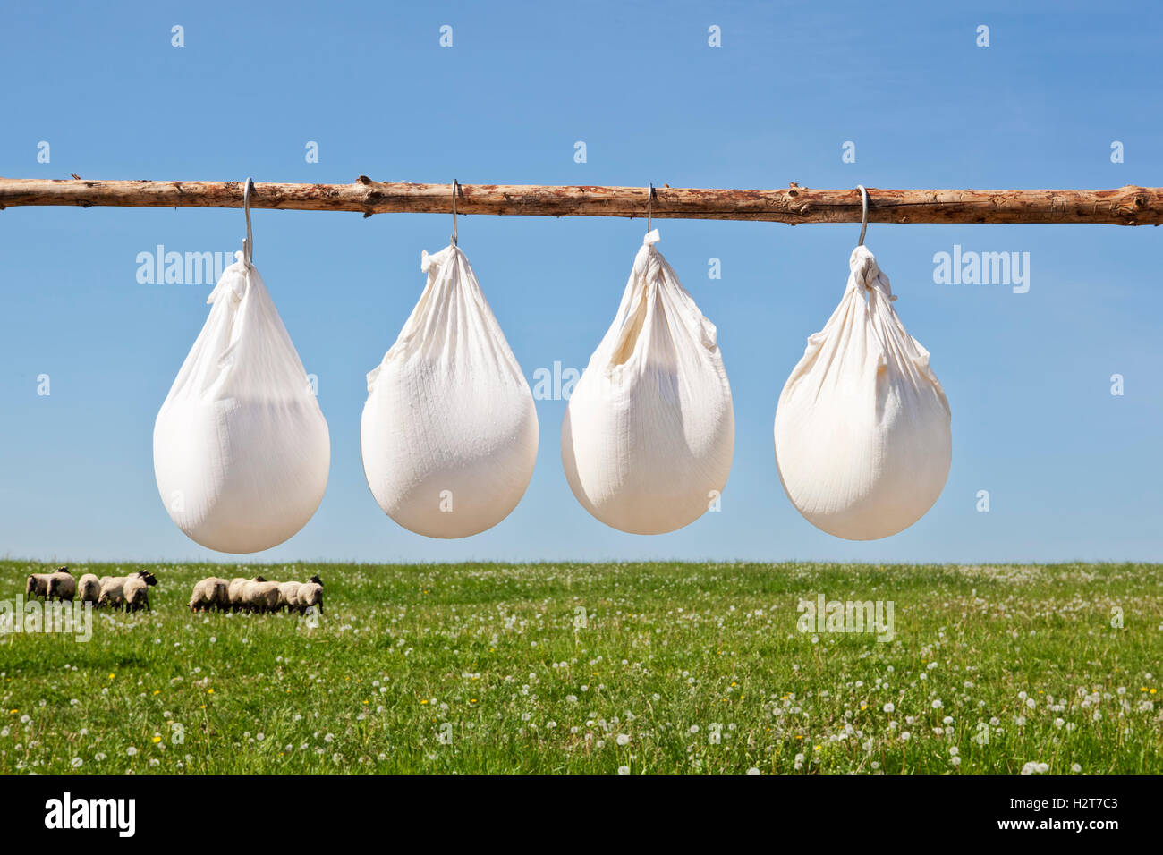 Traditional cheese production Stock Photo - Alamy