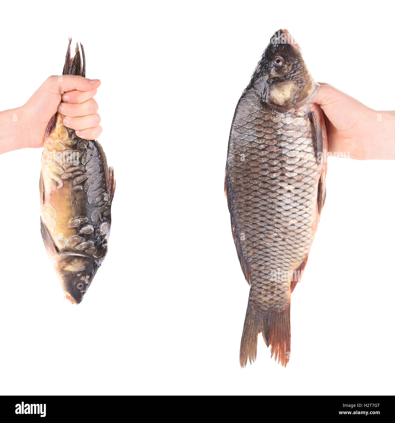 Hands with fish Stock Photo - Alamy