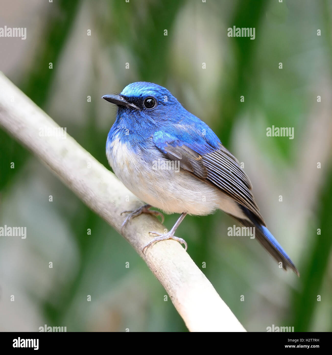 male Hainan Blue Flycatcher Stock Photo - Alamy