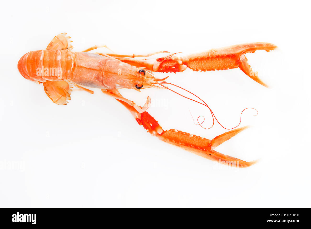 Langoustine Cut Out Stock Images & Pictures - Alamy