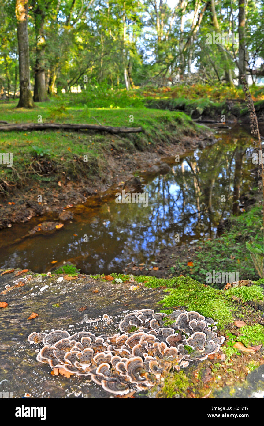 Turkey tail fungus growing on a cut tree stump in the New Forest ...