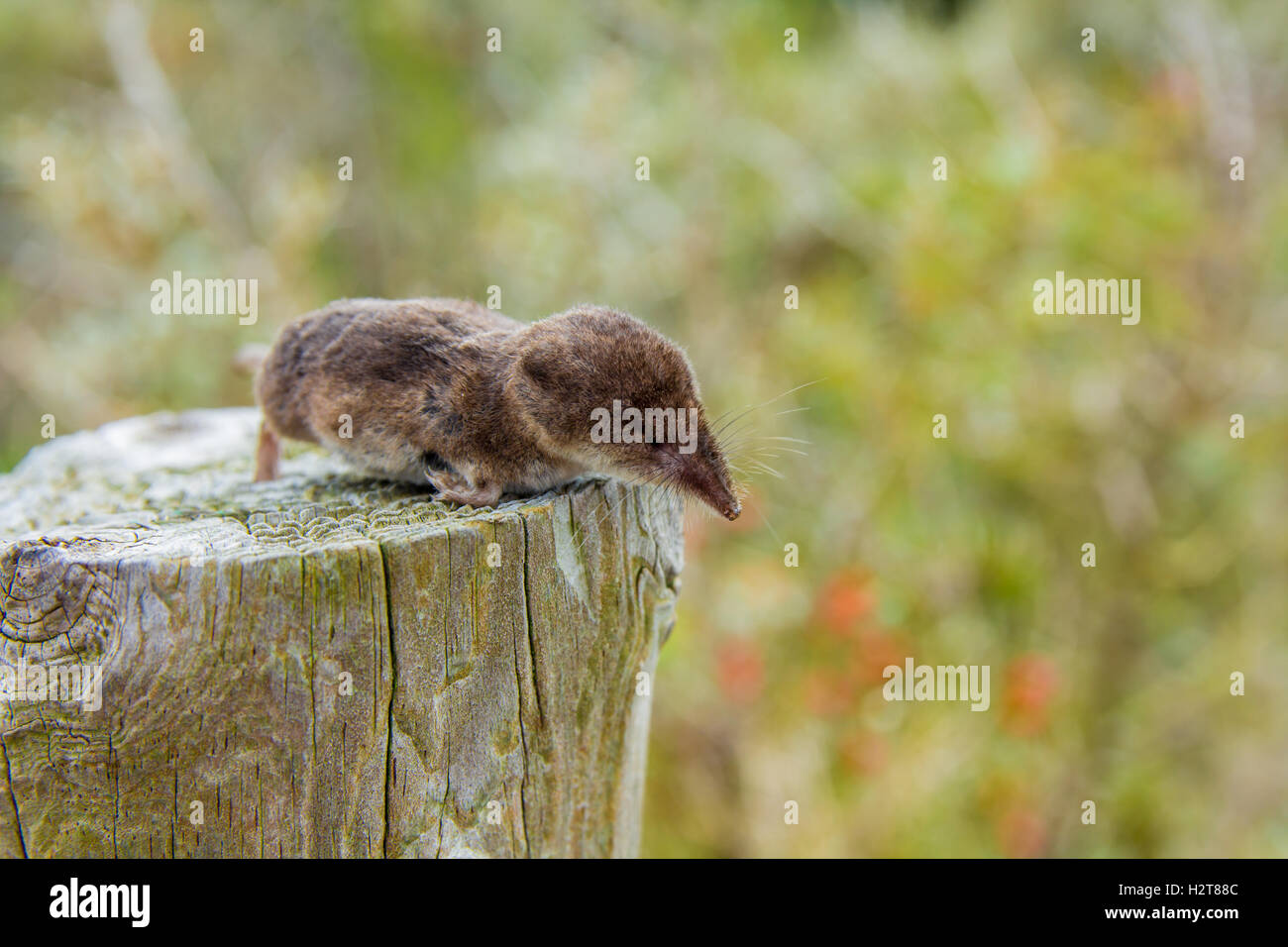 Shrew Prey Stock Photos & Shrew Prey Stock Images - Alamy