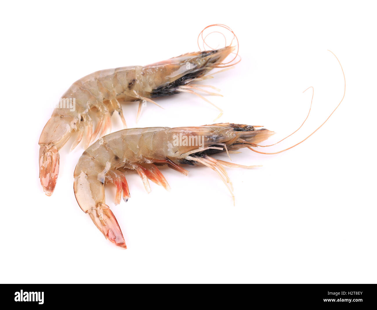 Two raw shrimps Stock Photo - Alamy